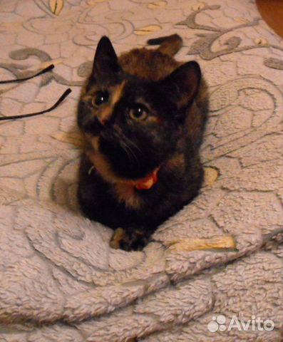 Котенок Маняша в добрые руки