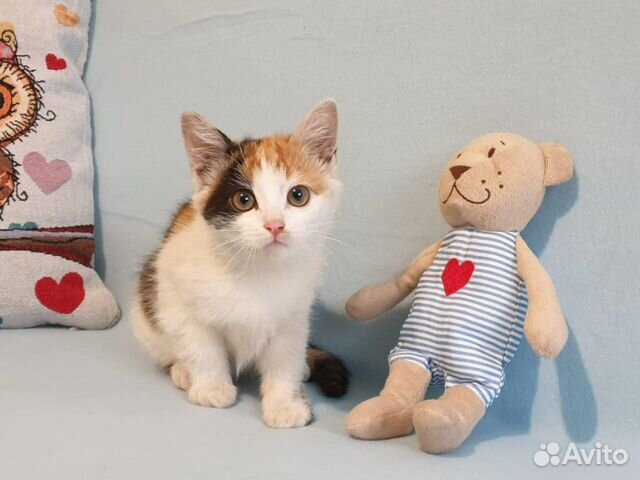 Кошечки "осенней" расцветки )