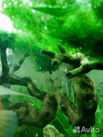 Риччия отдам