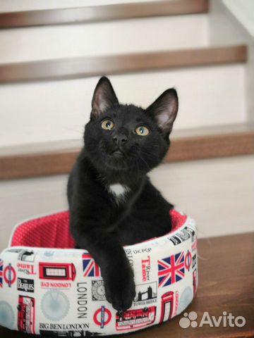 Черный Котенок в добрые руки(3 мес)