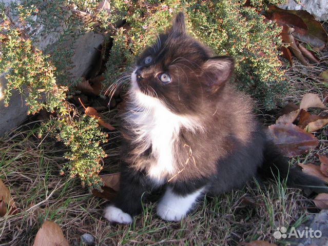 "Три богатыря"