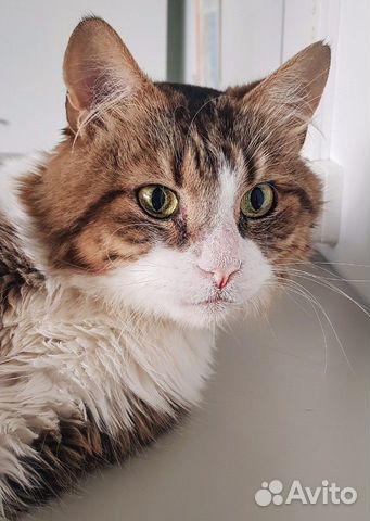 Котик очень ждёт милосердного человеке