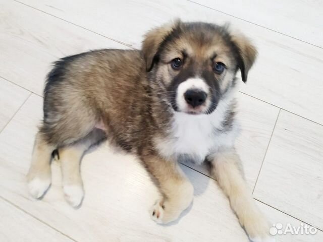 Лола в дар, в добрые руки