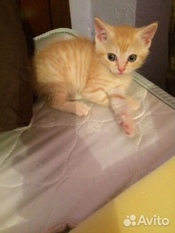 Отдам котёнка мама шатланка