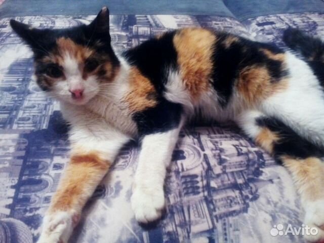 Кошка Адель