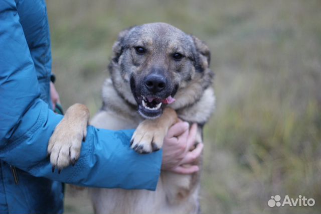 Молодая собака Томми в дар