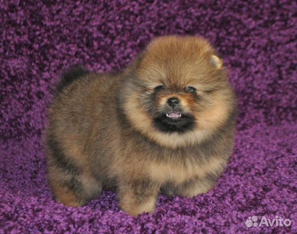 Чудо чудное)