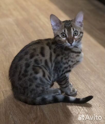 Помесь бенгальского котёнка