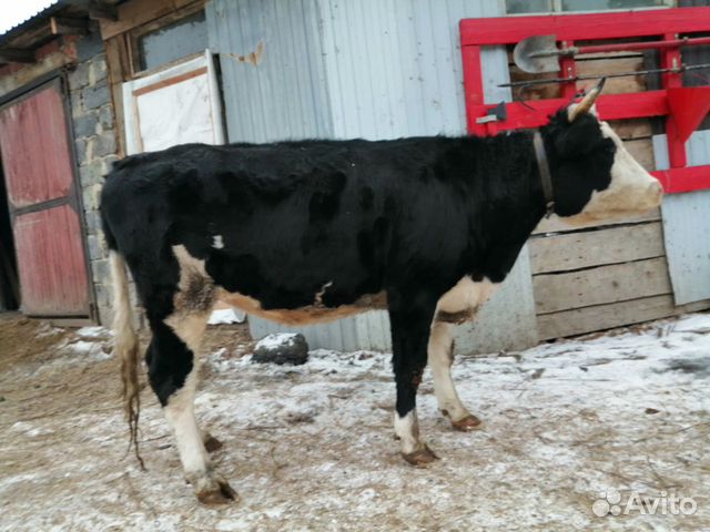 Коровы 2 и теленок