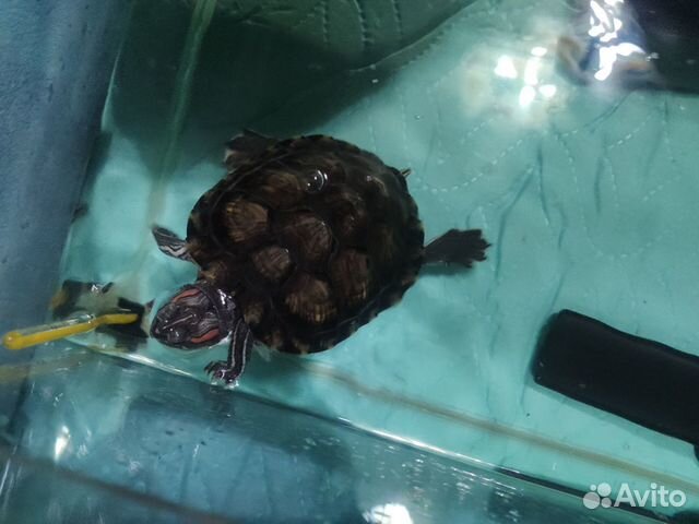 Черепашка с аквариумом, нагревателем и фильтром