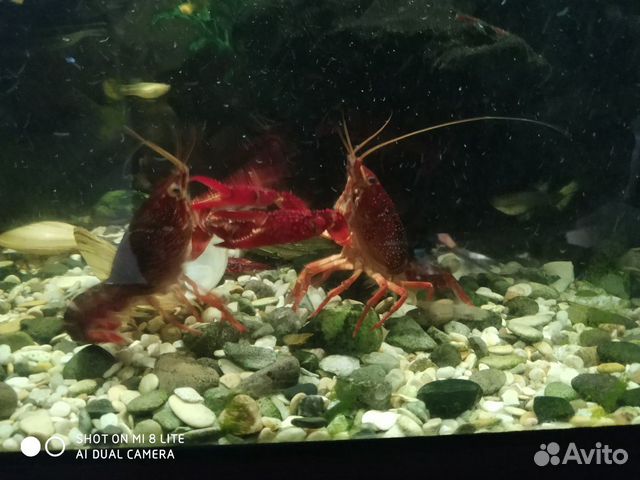 Флоридские раки