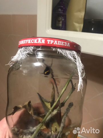 Паук каракурт в добрые руки