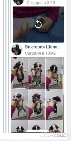 Помогите спасти щенков