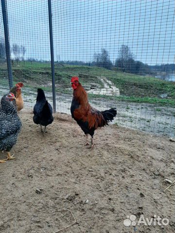 Маран Петух