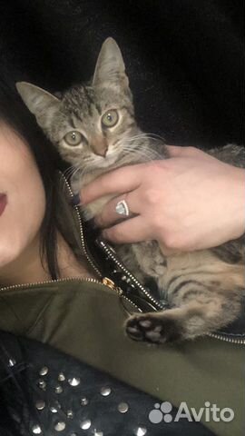 Отдам котёнка в хорошие руки