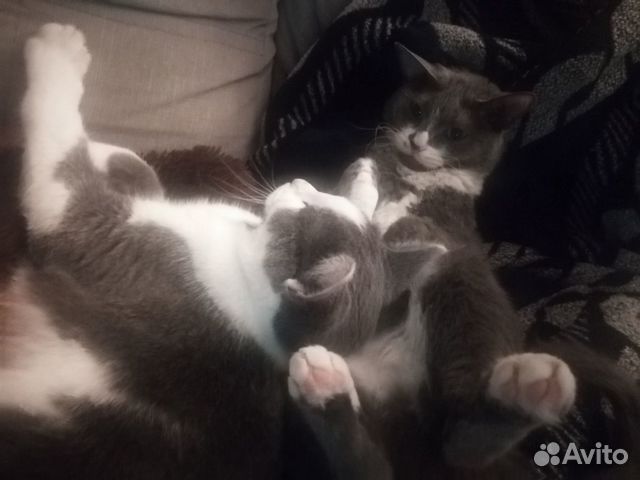 Котосемья
