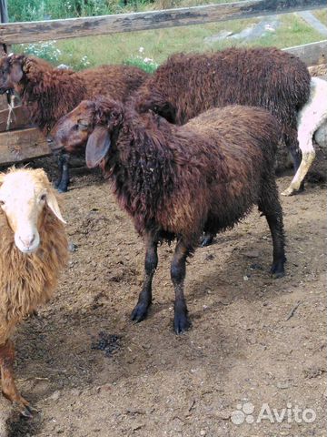Продам баранчиков, ярочек