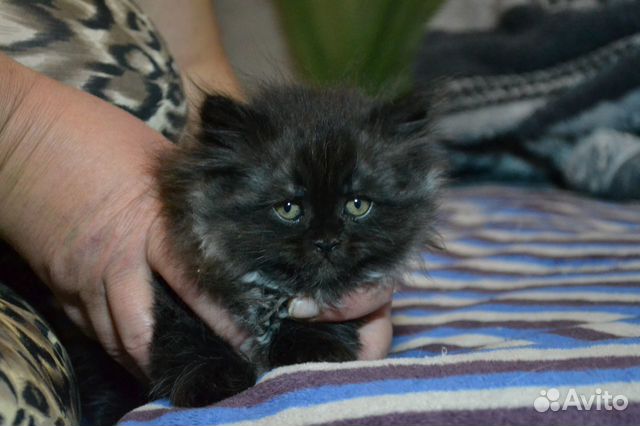 Сибирское чудо