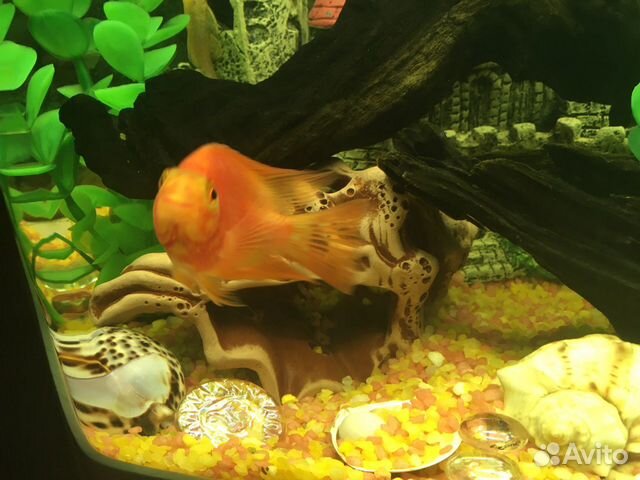 Красный и жёлтый попугаи (пара)