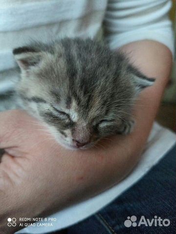 Котёнок в добрые руки