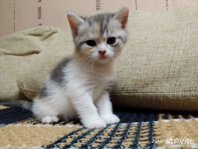 Котенок шотладской вислоухой породы,девочка