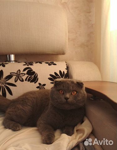 Скотиш фолд