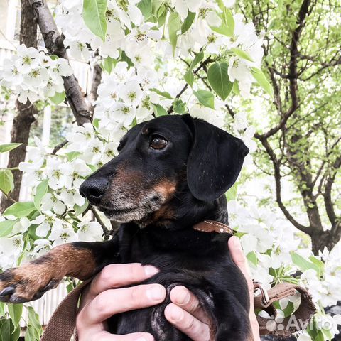 Мини-такса (кобель) в добрые руки