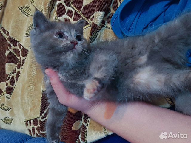 Котятки