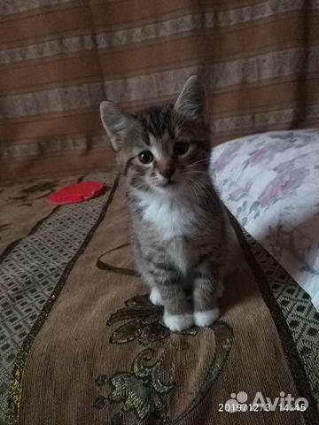 Кот-шпрот
