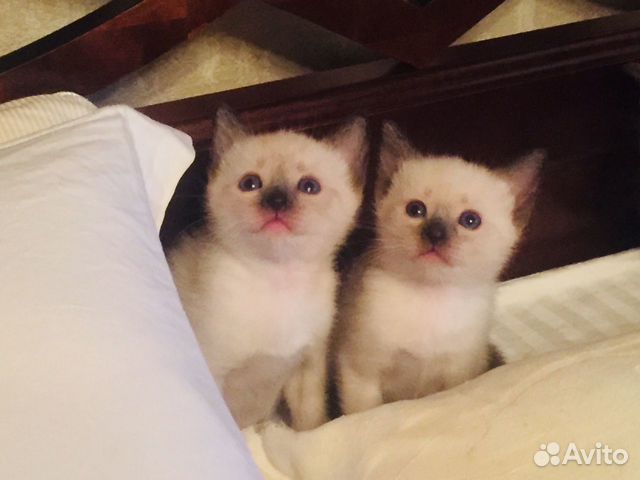 Породистые тайские котята