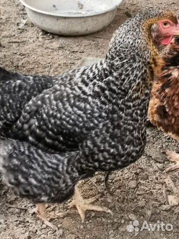 Куры домашнии