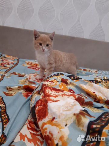Раздача котят