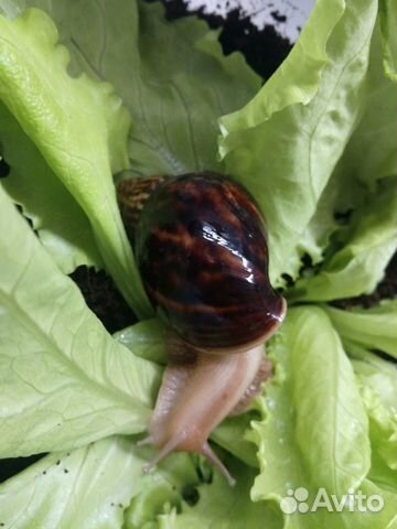 Улитка Ахатина Иммакулята