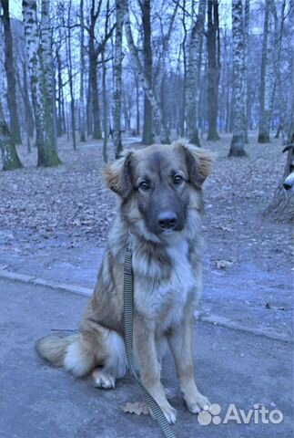 Щенок в дар