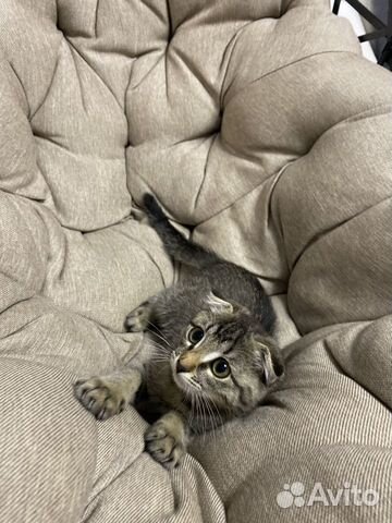 Продам котёнка Мама британка,папа вислоухий.приуче