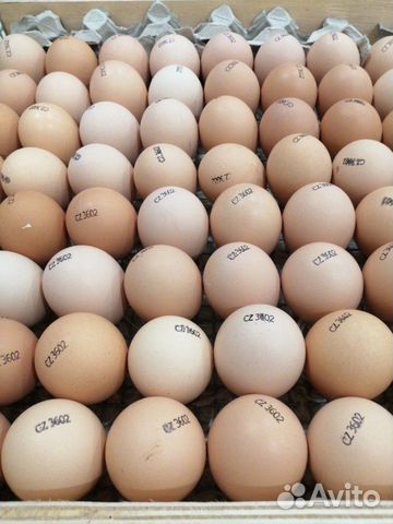 Инкубационное яйцо цыплята