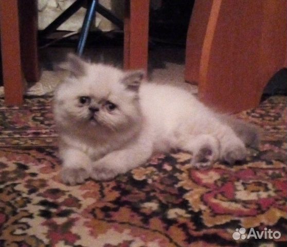 Персидские малыши