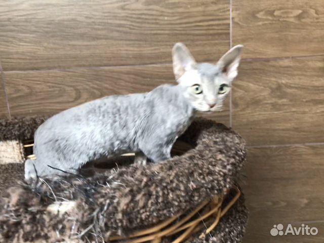 Девон рекс Голубая мечта