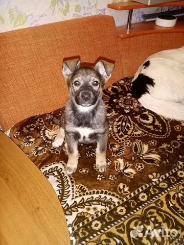 Малышка ищет своих мам и пап
