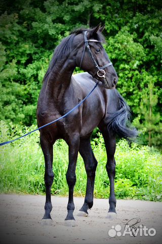 Русская верховая кобыла