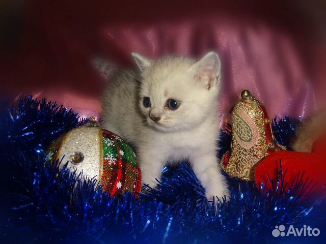 Очаровательные бриташки