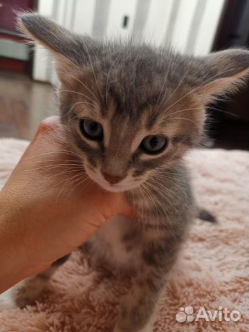 Котик