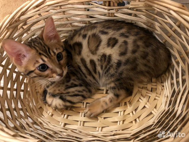 Bengal cat