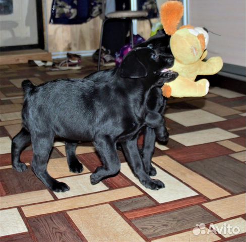 Две черные малышки лабрадора - ретривра