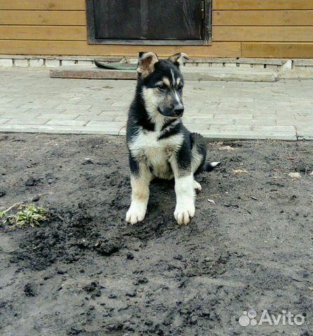 Щенок ищет дом