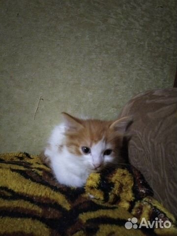 Кошечка в добрые руки