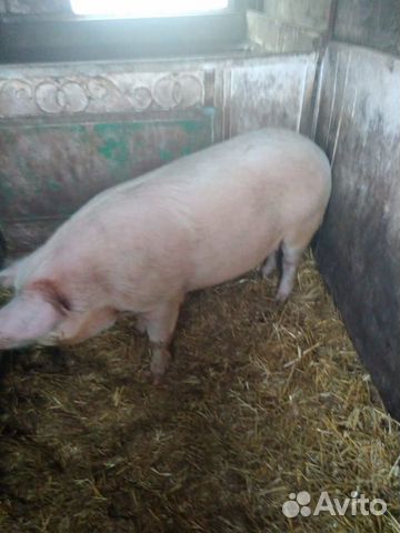 Хряк Нутряк