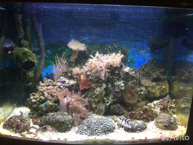Аквариум морской 100л с кораллами, рыбами и др