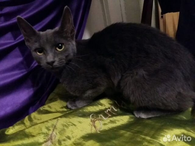 Русская голубая