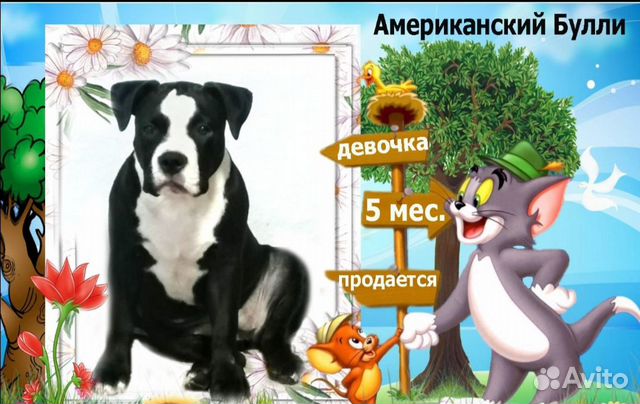 Американский булли